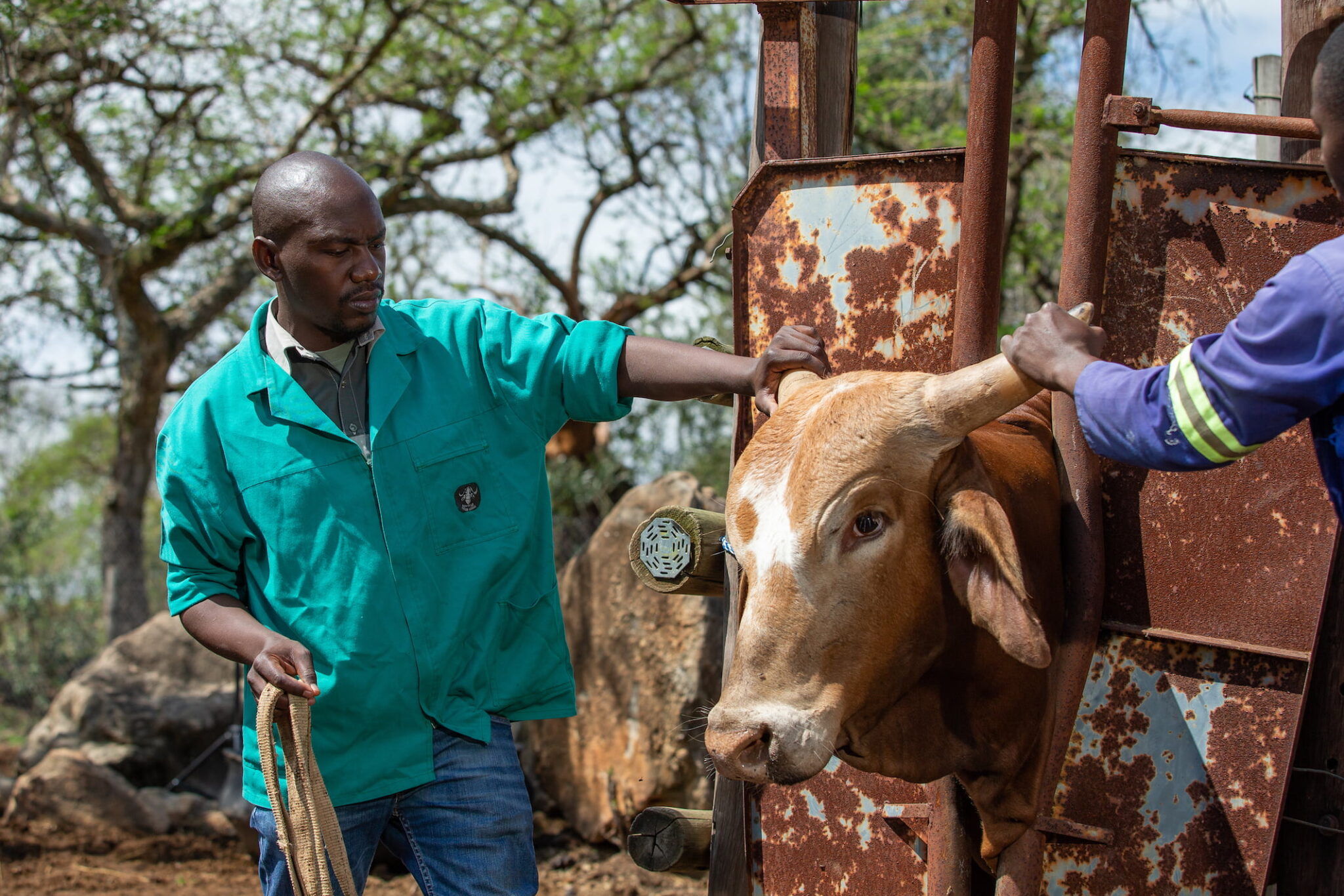 Council of Veterinary Services Zimbabwe