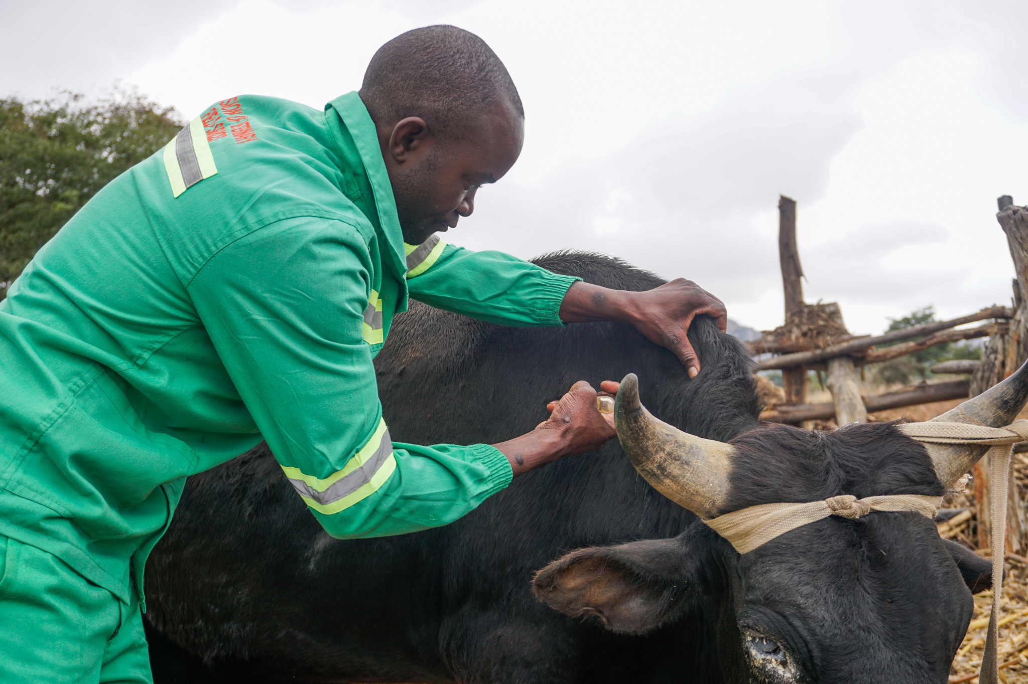 FAQ – Council of Veterinary Surgeons of Zimbabwe